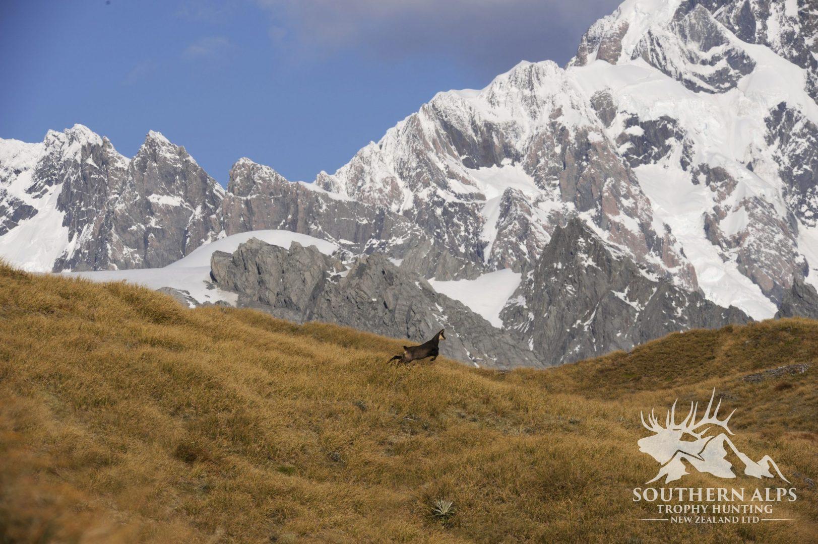 Southern Alps Trophy Hunting New Zealand