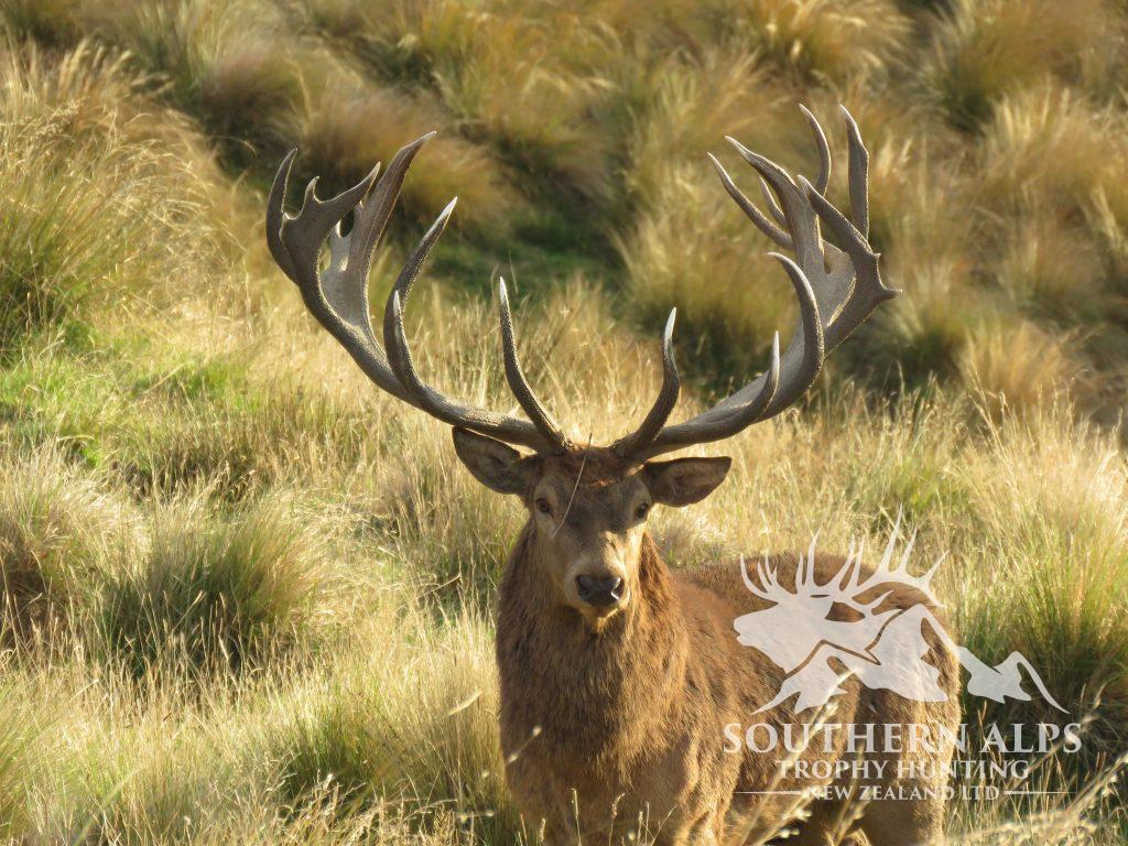 Red Stag - Southern Alps Trophy Hunting | Southern Alps Trophy Hunting ...